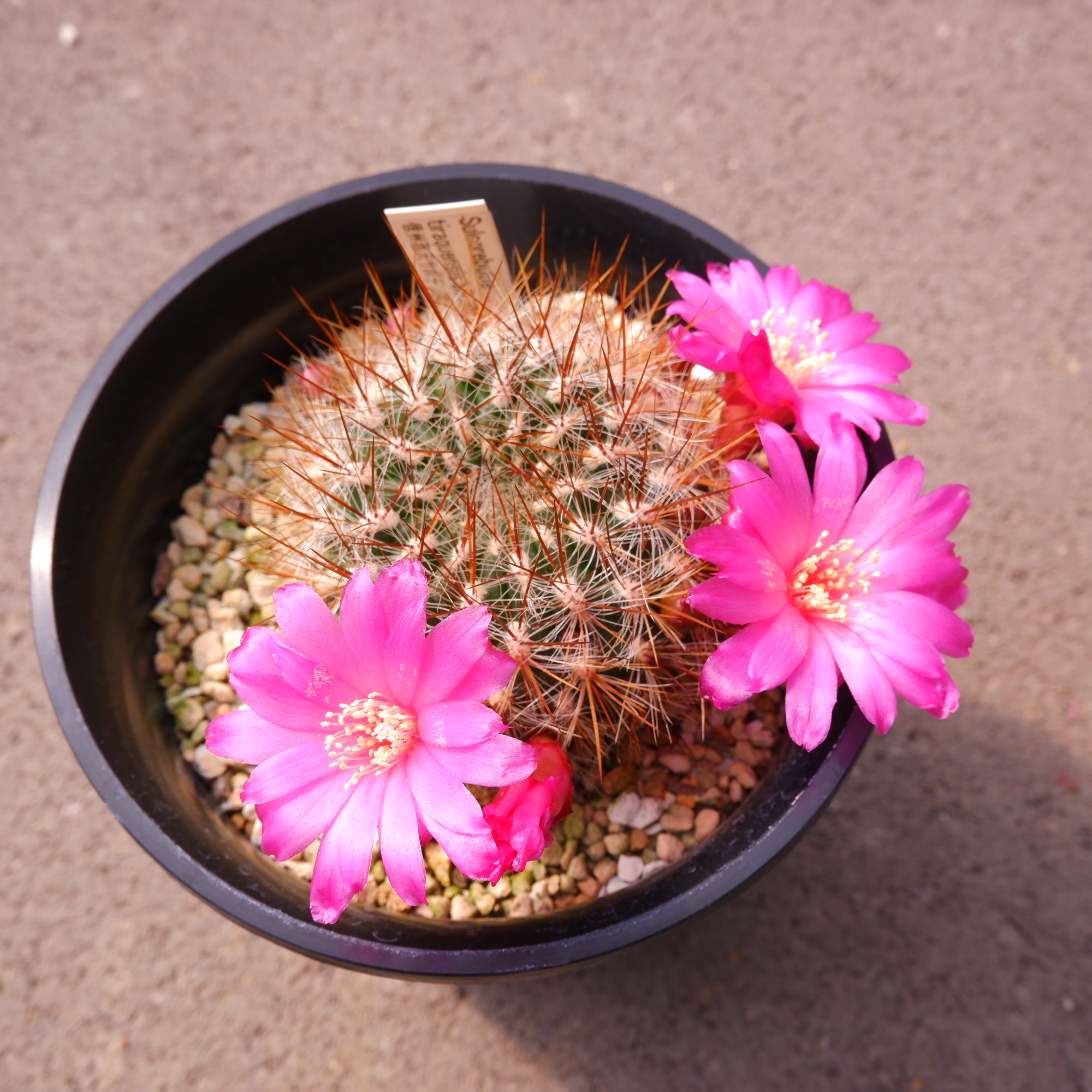 商品詳細 - 信州西沢サボテン園